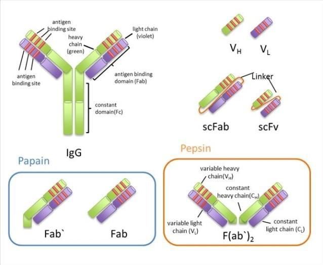 scFv/Fab受託作製サービス | 株式会社バイオロジカ - scFv & Fab Construction